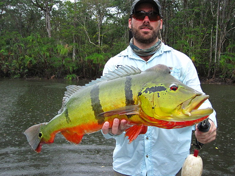 Butterfly Peacock Bass (Cichla ocellaris) – Bass Fishing Forever